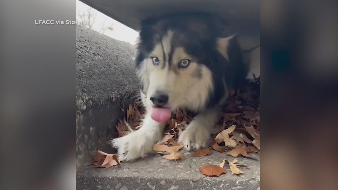Curious husky gets stuck in sewer drain | khou.com