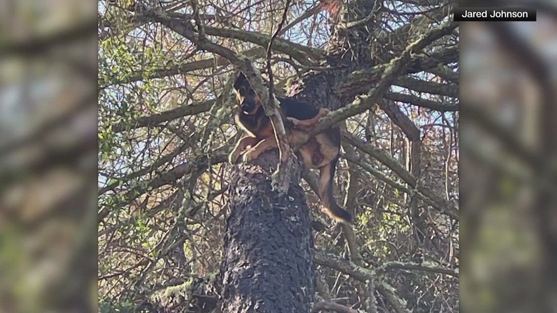Dog goes viral for getting stuck 30 feet up a tree | khou.com