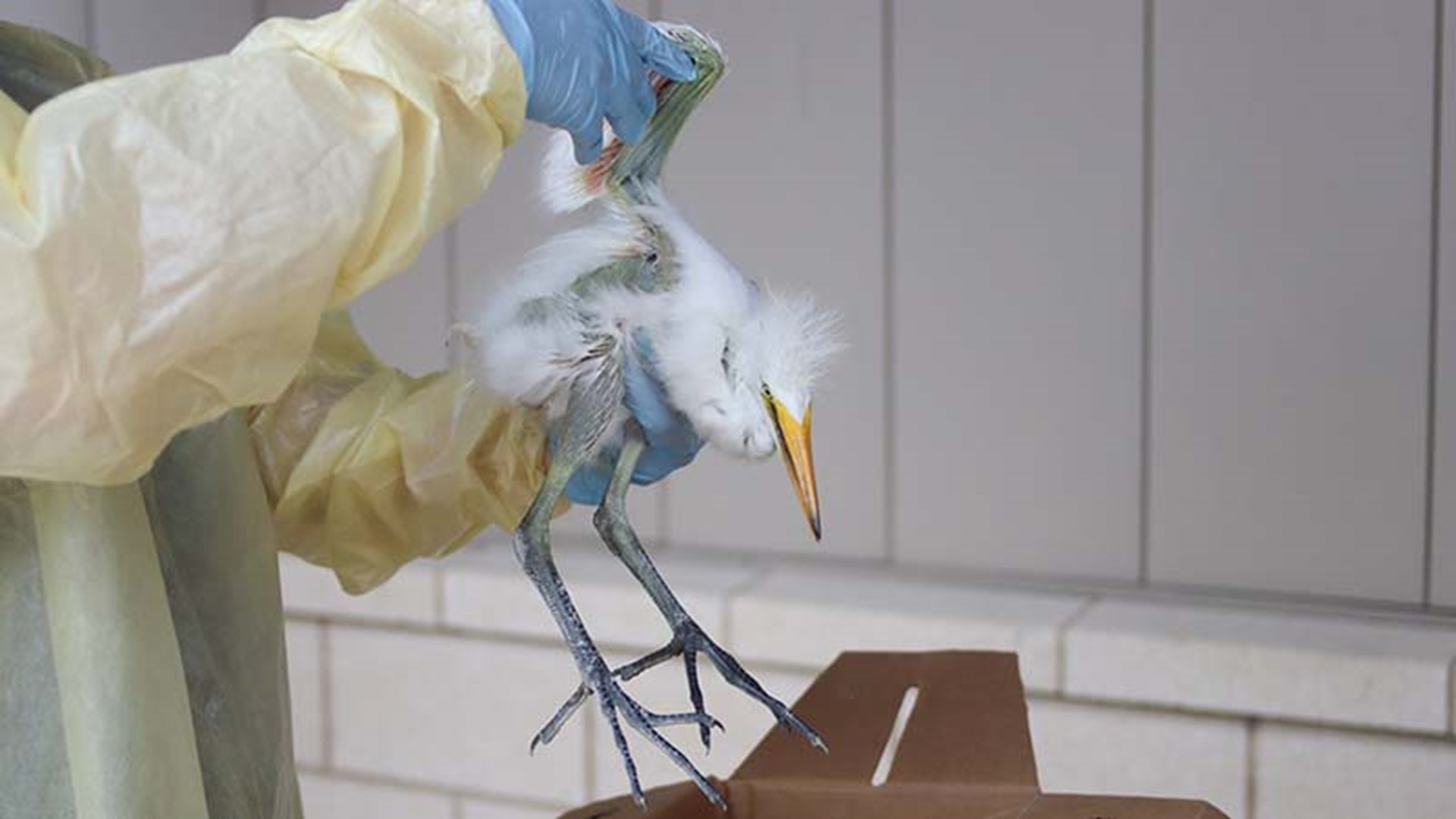 Photos: 71 birds rescued by Houston SPCA | khou.com