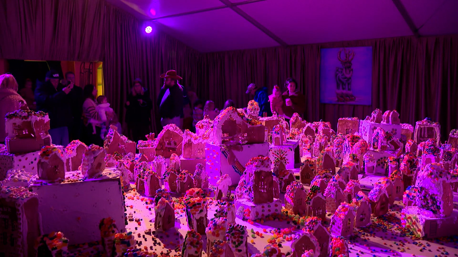 Rescue pigs help demolish Houston museum's massive gingerbread display ...