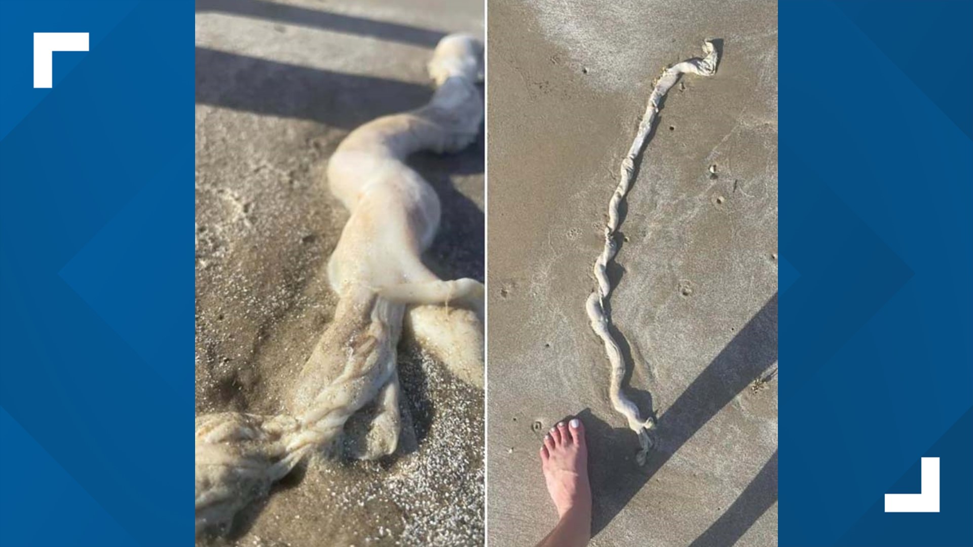 Weird worm-like creature found in Crystal Beach on Bolivar | khou.com