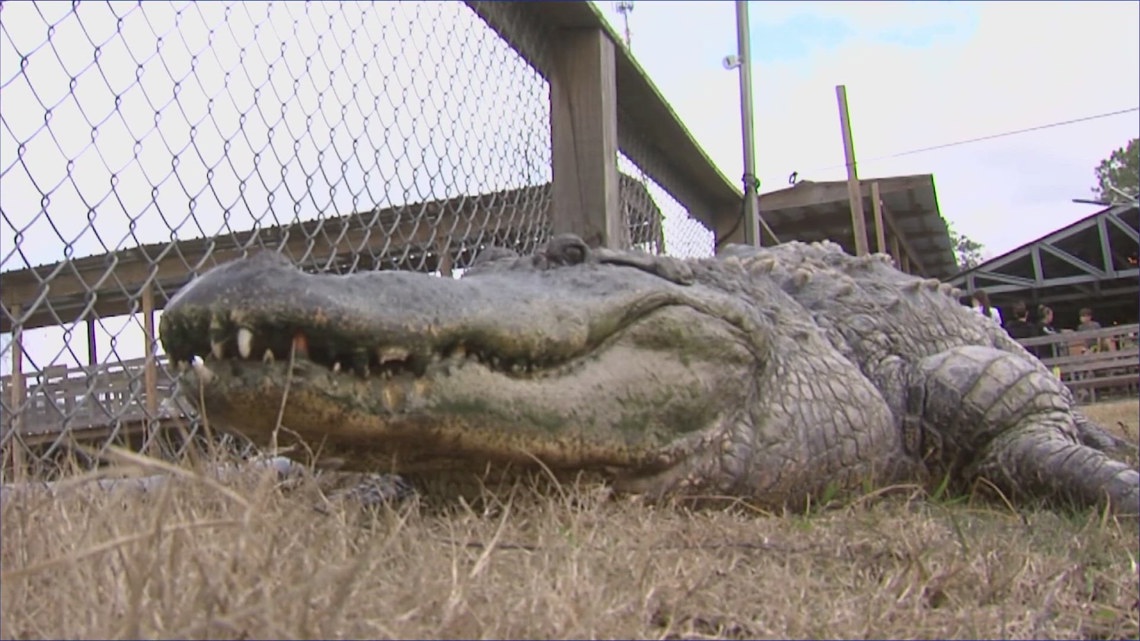 Forget the groundhog. We've got a Texas gator that can predict weather | khou.com