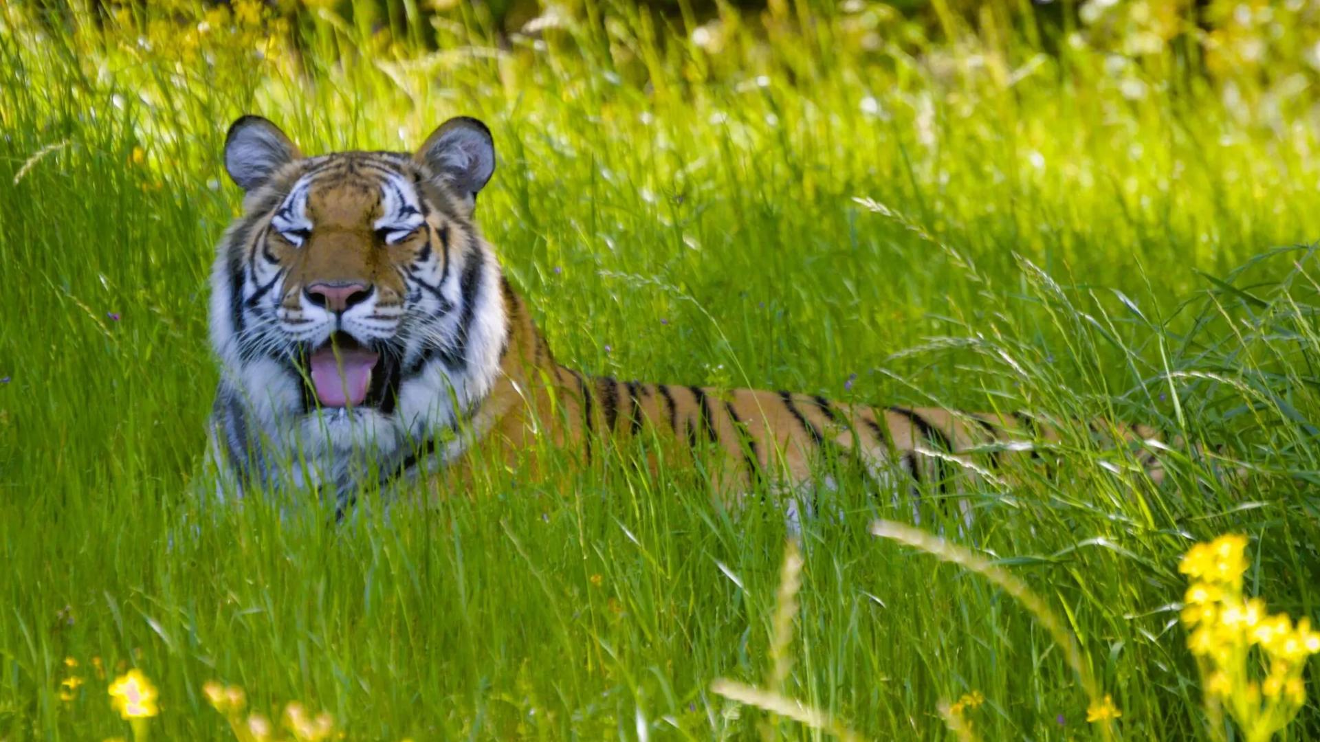 These rescued Texas tigers are celebrating a significant anniversary ...