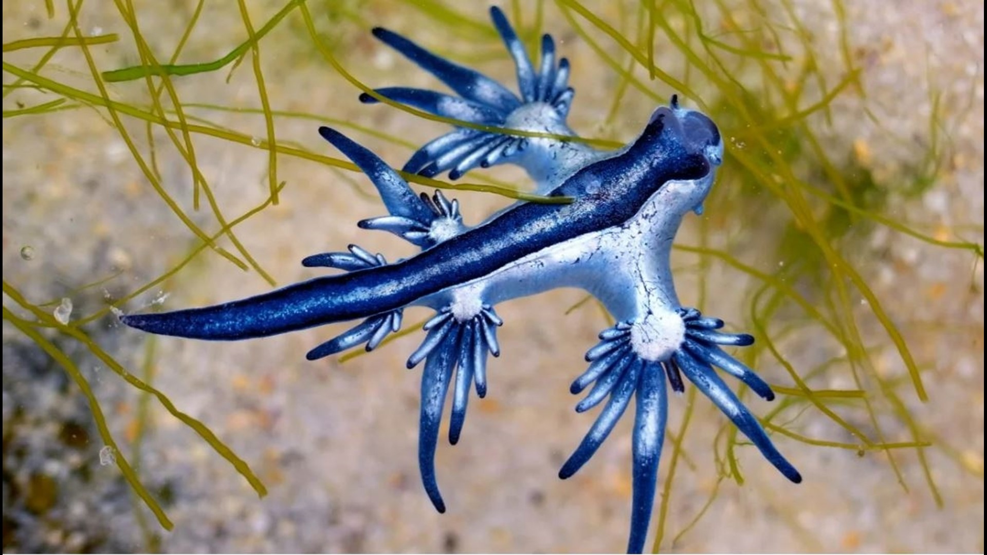 Beware of the blue sea dragon when you go to the beach! | khou.com