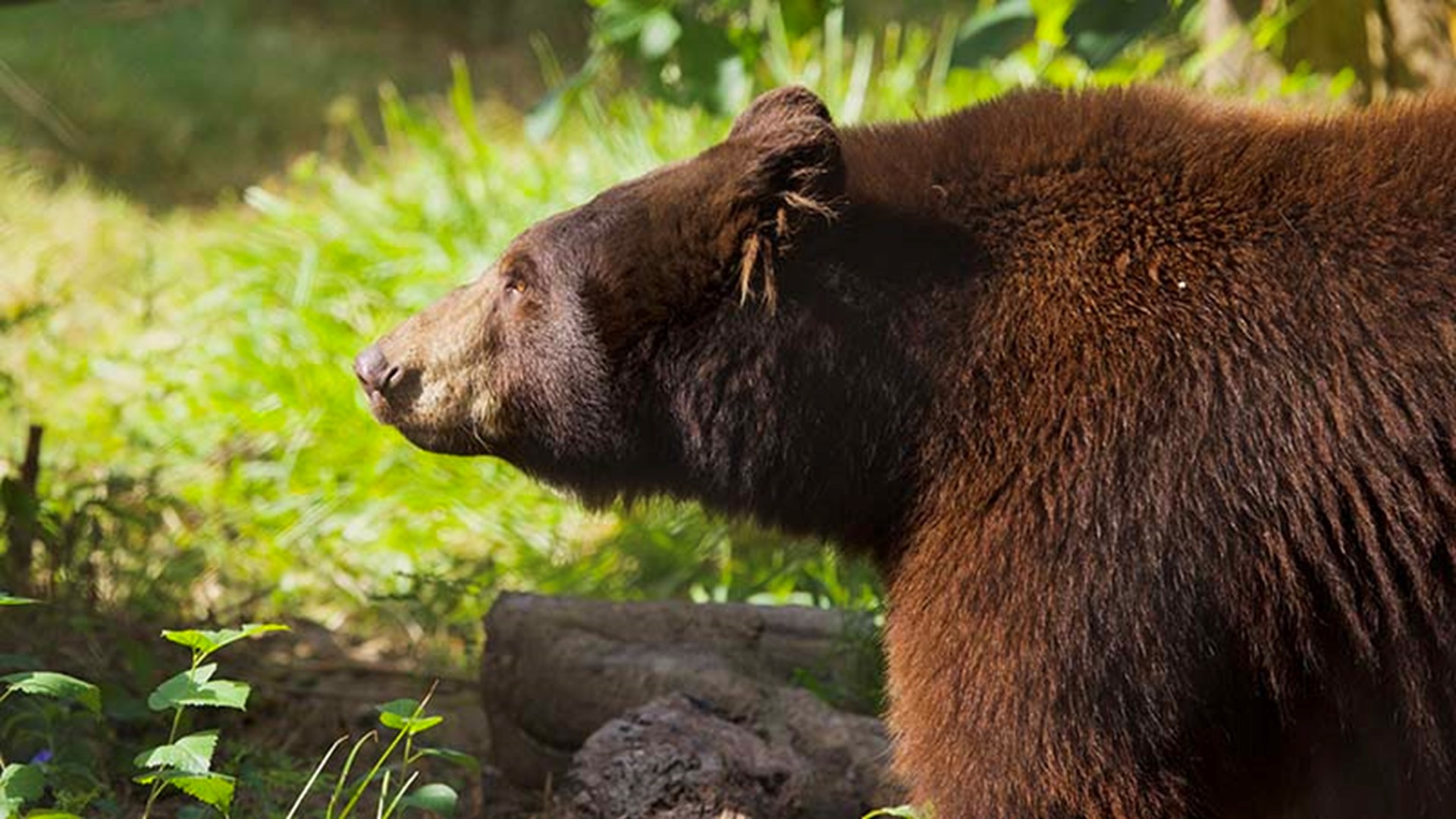 Houston Zoo welcomes young black bear rescued in Nevada | khou.com