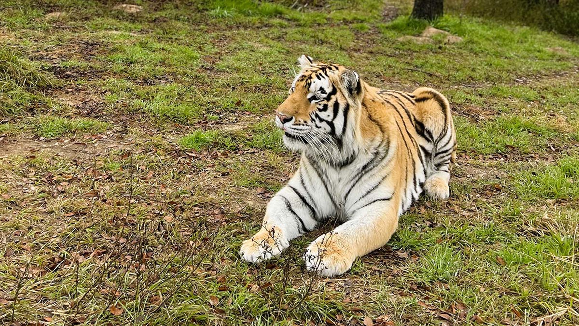 These rescued Texas tigers are celebrating a significant anniversary ...