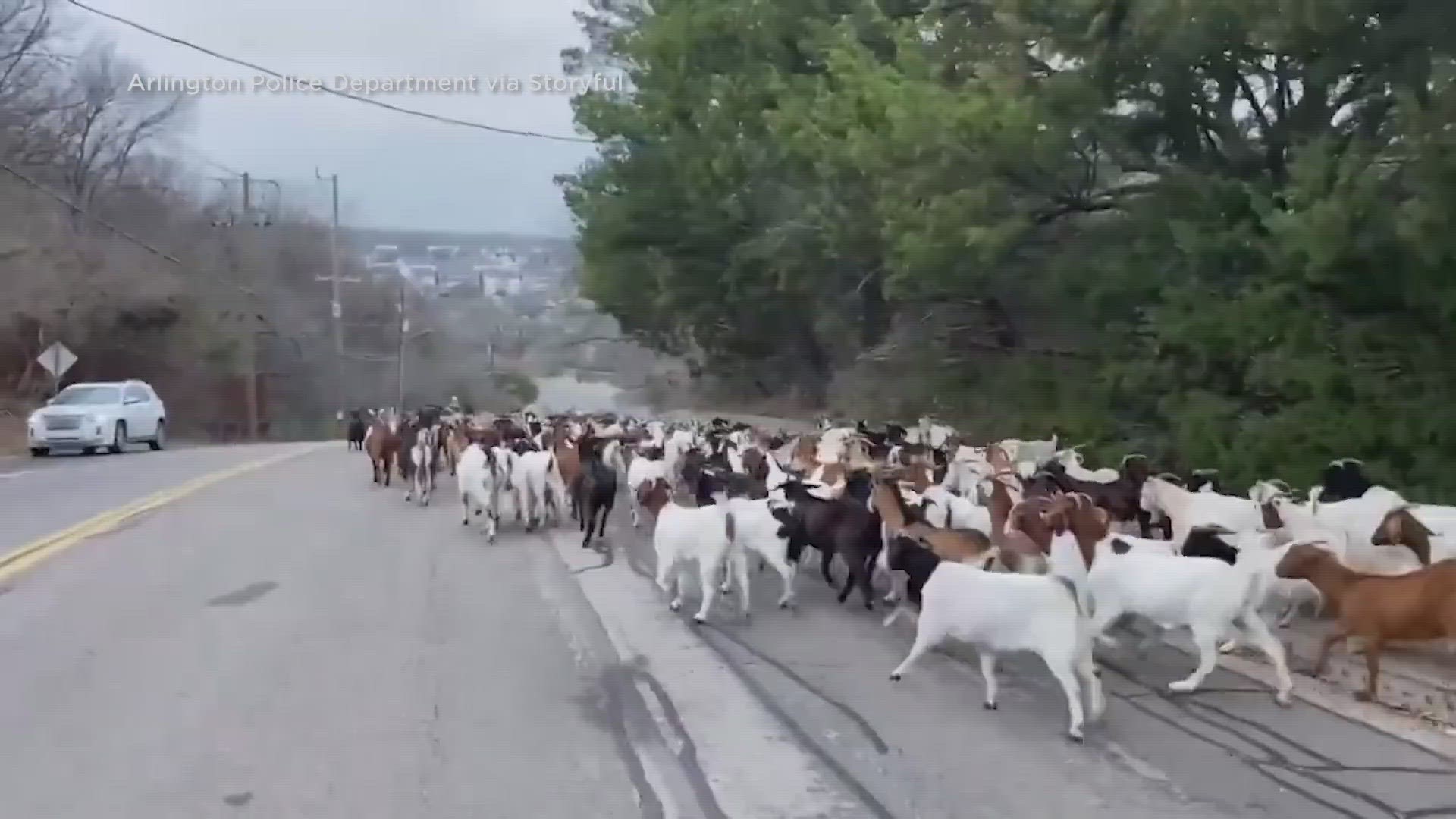 Arlington goats on loose near Brown Boulevard | khou.com