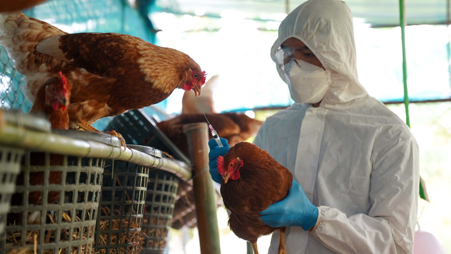 Texas health alert | TPWD warns of highly contagious threat to animals ...
