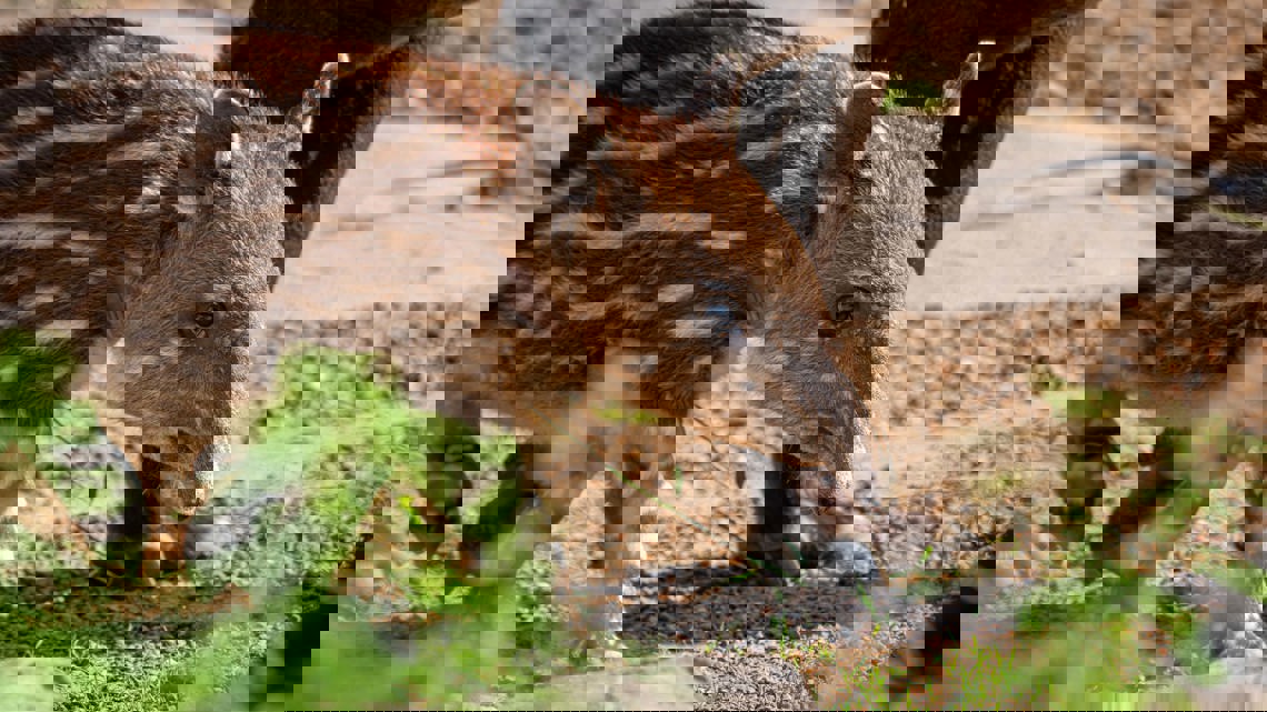 Meet the Houston Zoo's baby Baird's tapir | khou.com