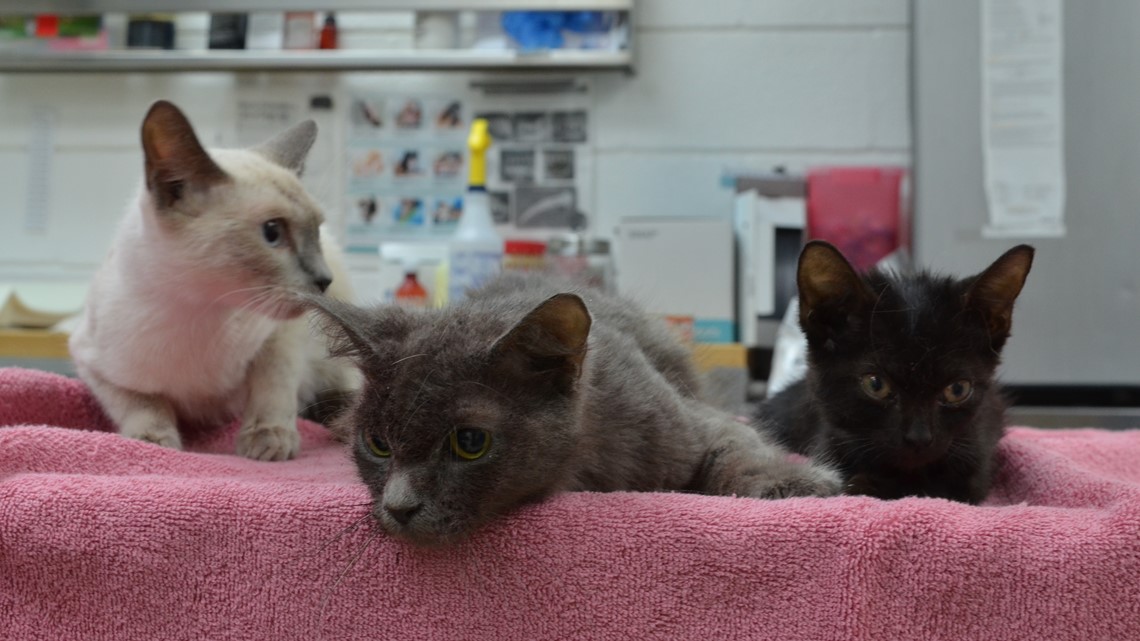 6 cats found among dead animals in abandoned Houston apartment | khou.com