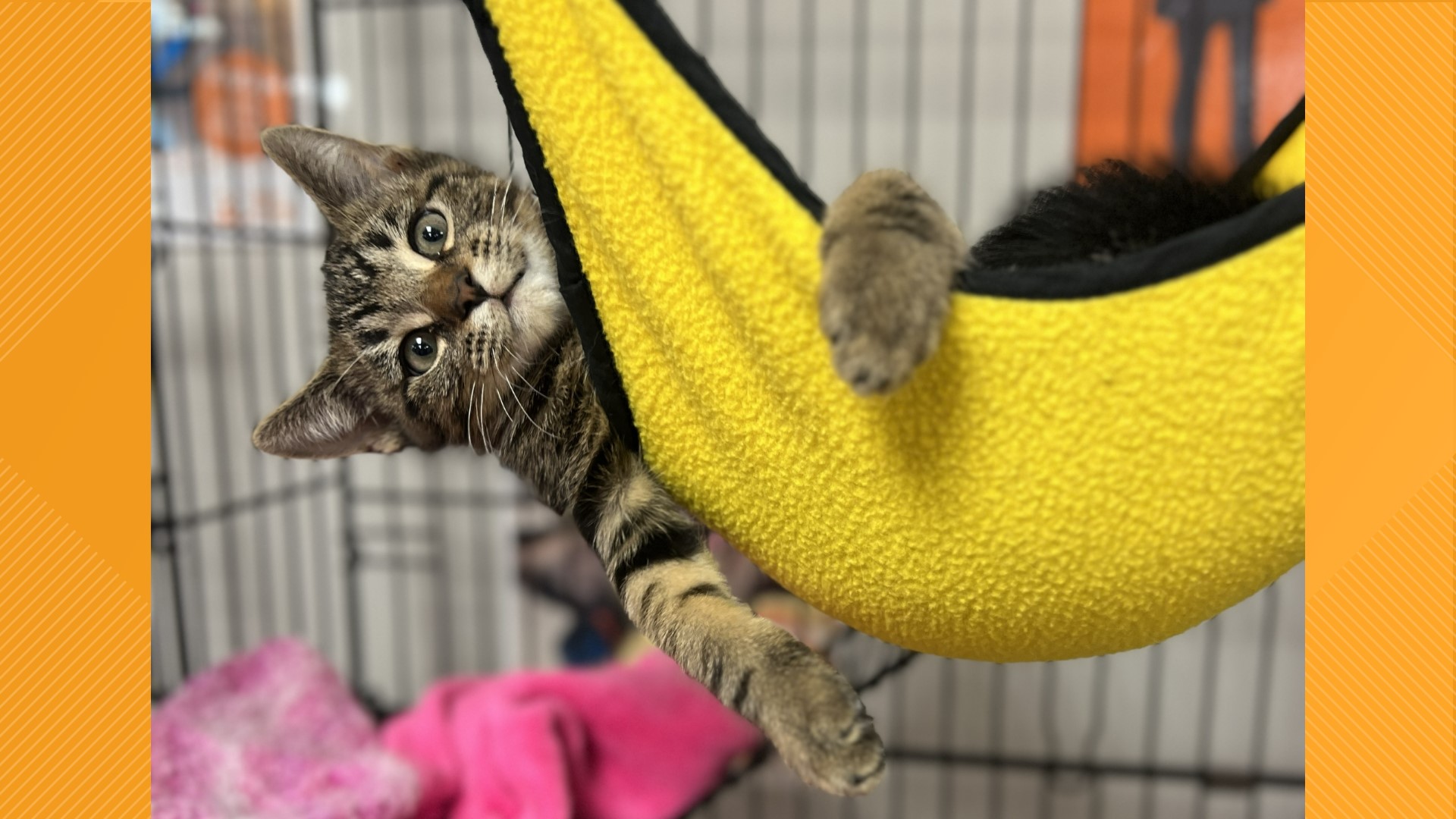 Best Friends in Houston needs foster homes for kittens | khou.com