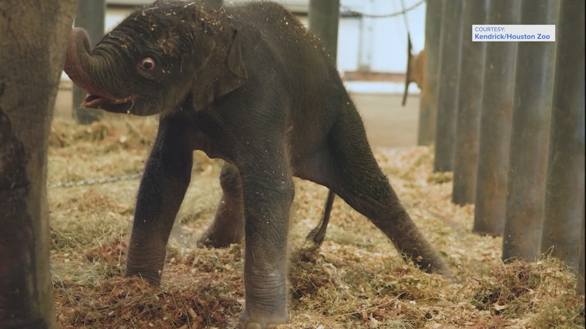 Kirby, the Houston Zoo's baby elephant, becomes internet star | khou.com