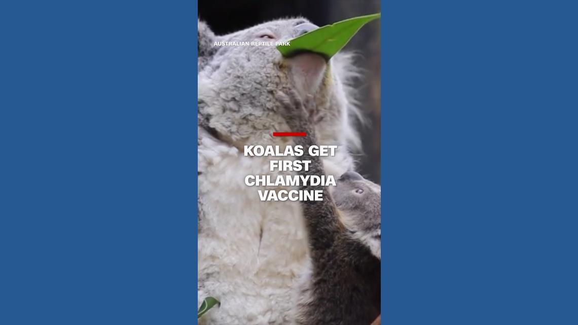 A vaccine used to treat chlamydia in Australia’s koalas has been ...