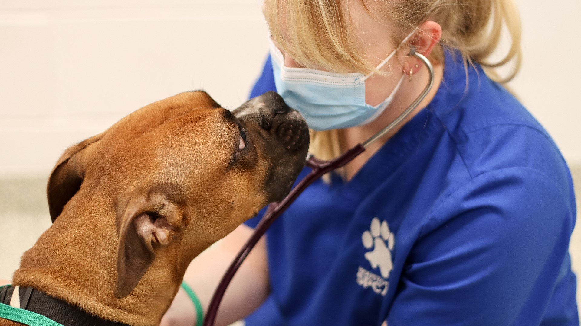 Houston crime: SPCA rescues 2 boxers beaten by owner on camera | khou.com