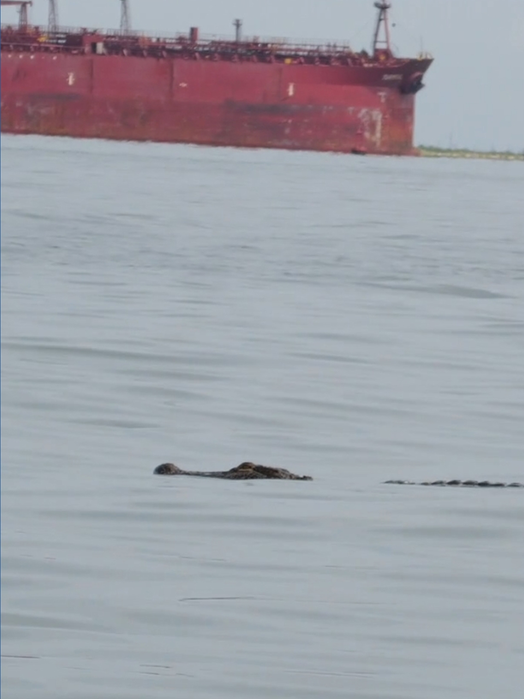 Large alligator seen near Galveston's East Beach | khou.com