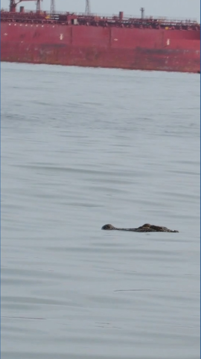 Large alligator seen near Galveston's East Beach | khou.com