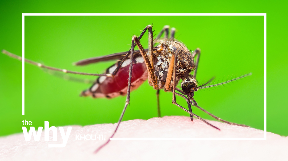 Why are mosquitos so bad after Hurricane Beryl | khou.com