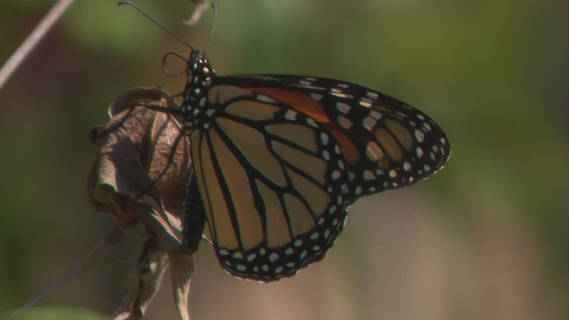 Cypress neighborhood builds garden for monarch butterfly recovery ...
