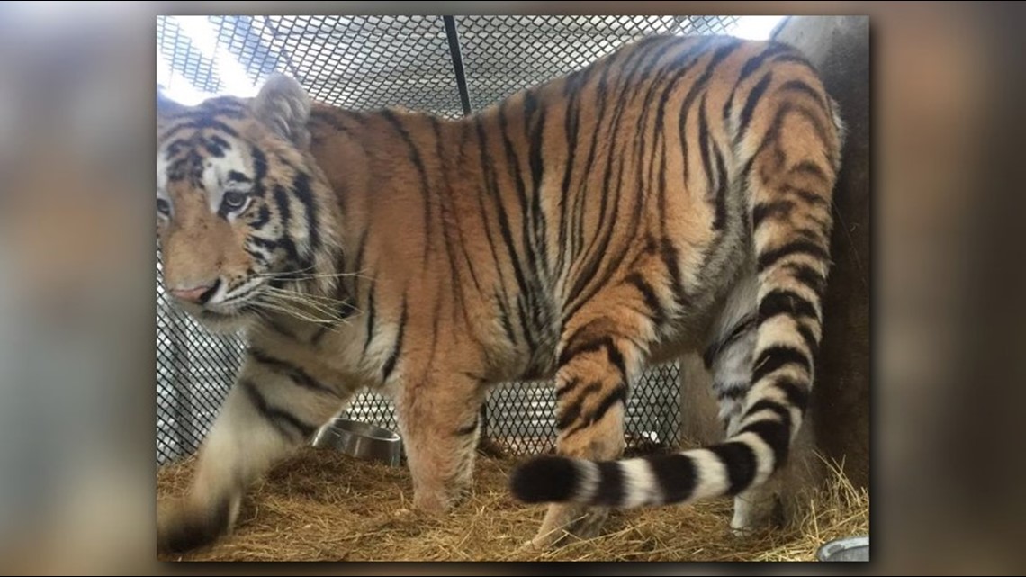 Rescued tiger still getting used to grass at sanctuary | khou.com