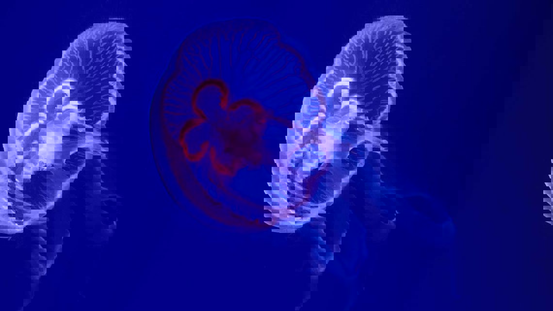 Thousands of moon jellies spotted in water near Texas beaches | khou.com