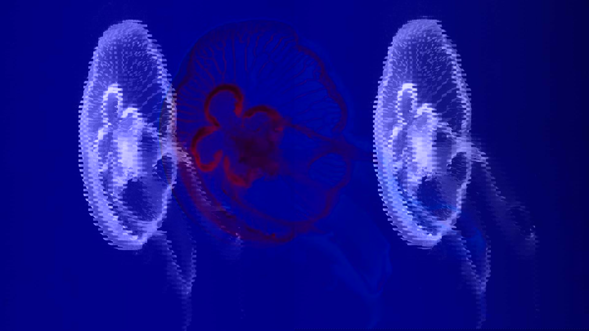 Thousands of moon jellies spotted in water near Texas beaches | khou.com