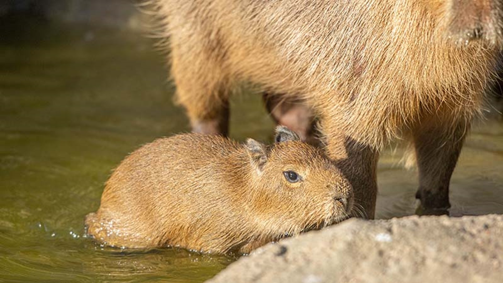 Houston Zoo welcomes baby capybaras, world's largest rodent | khou.com