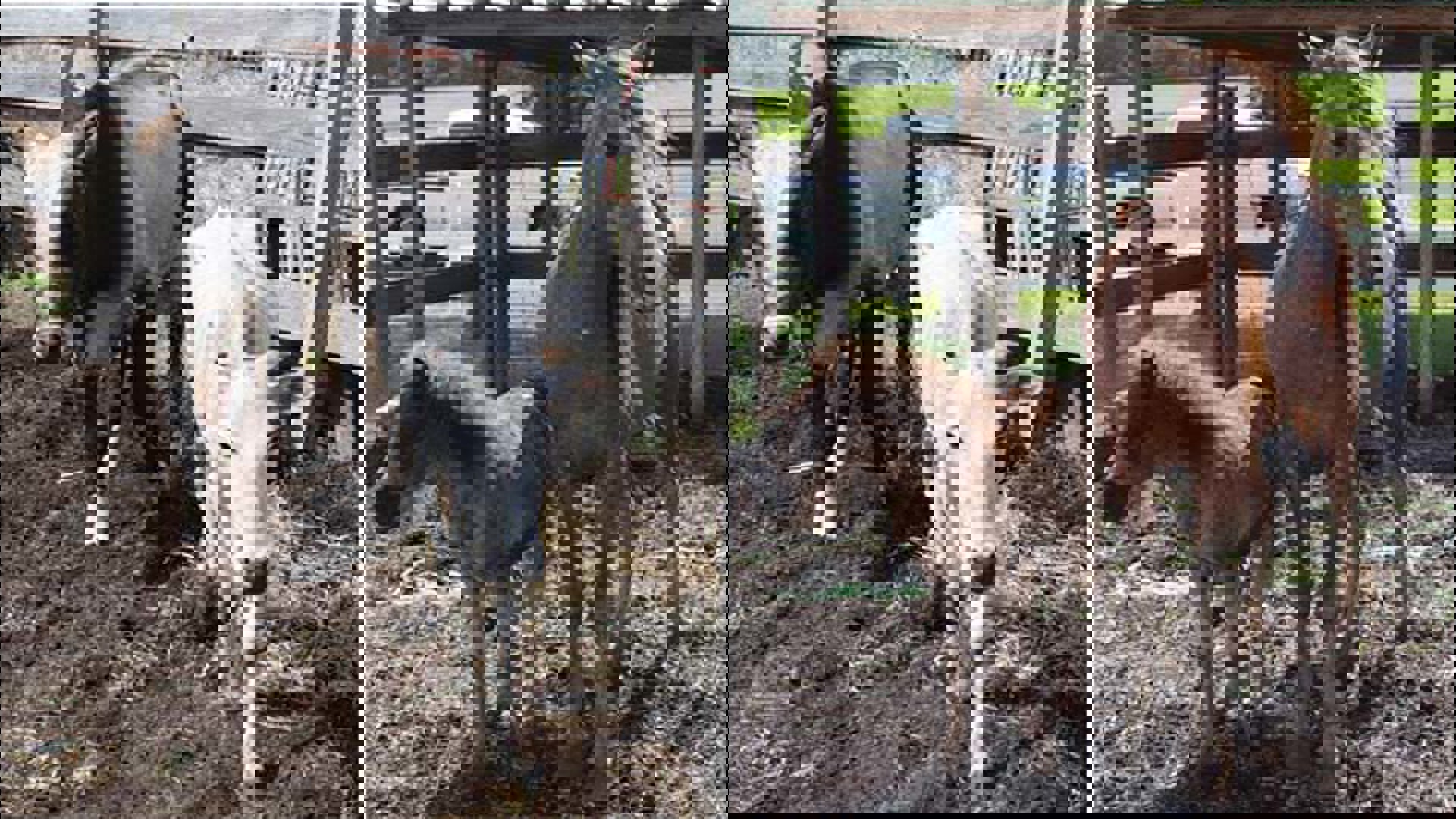 Dozens of starving animals rescued from South Houston property | khou.com