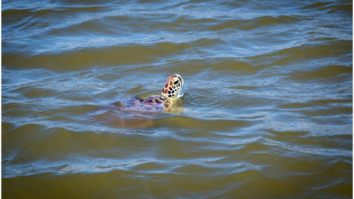 Houston Zoo releases sea turtles back into the wild | khou.com
