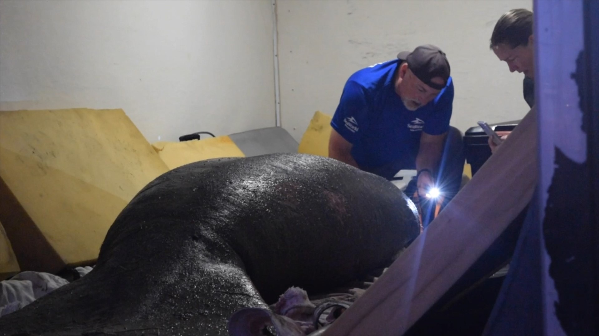 Wildest Houston animal stories of 2021 | khou.com