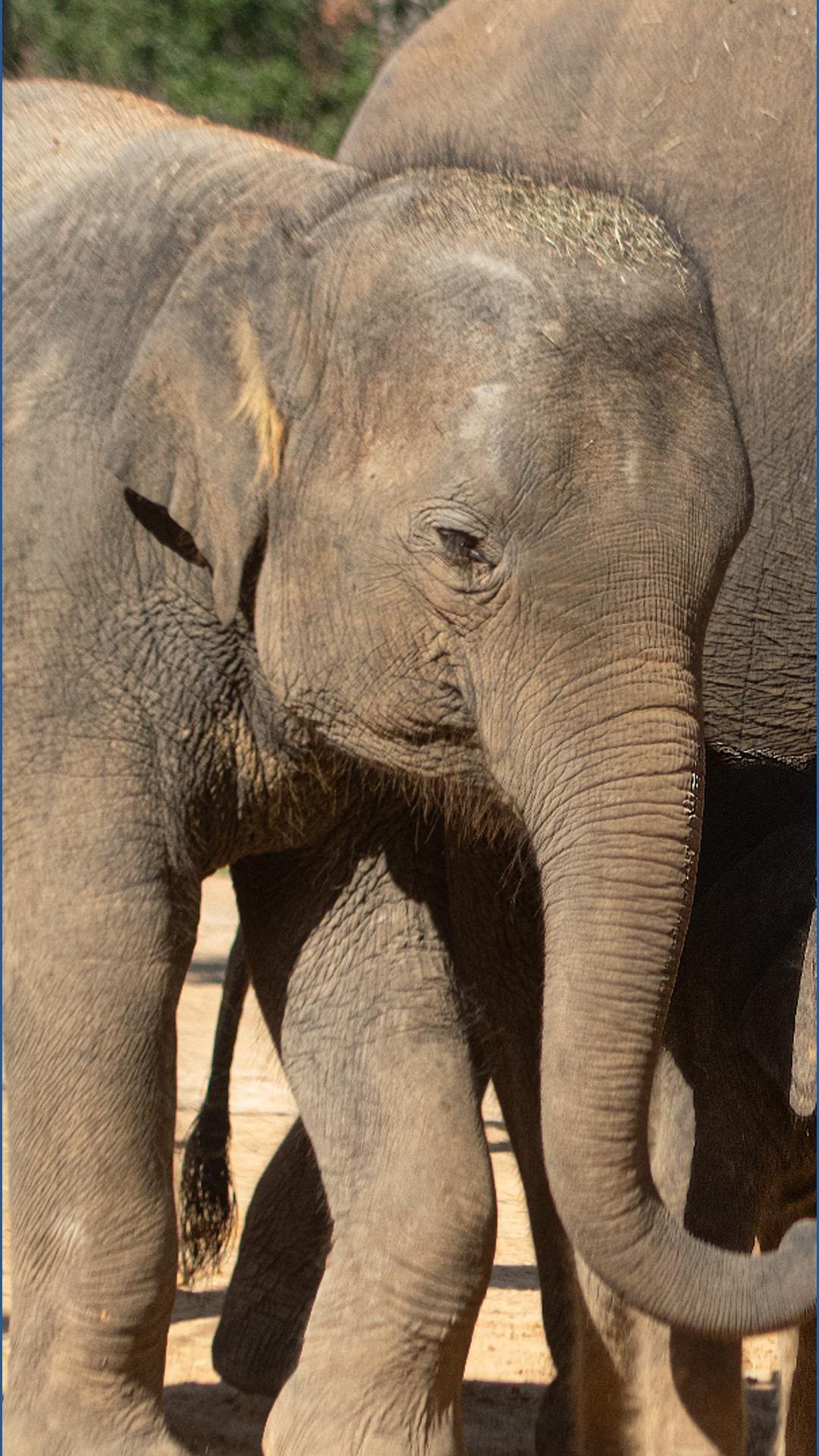 Houston Zoo offers $7.13 admission for 713 Day weekend celebration ...