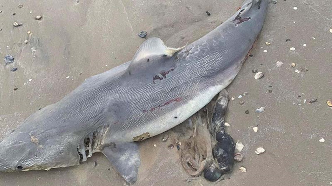 Woman finds 17 dead sharks on Bolivar beach | Houston, Texas news | khou.com
