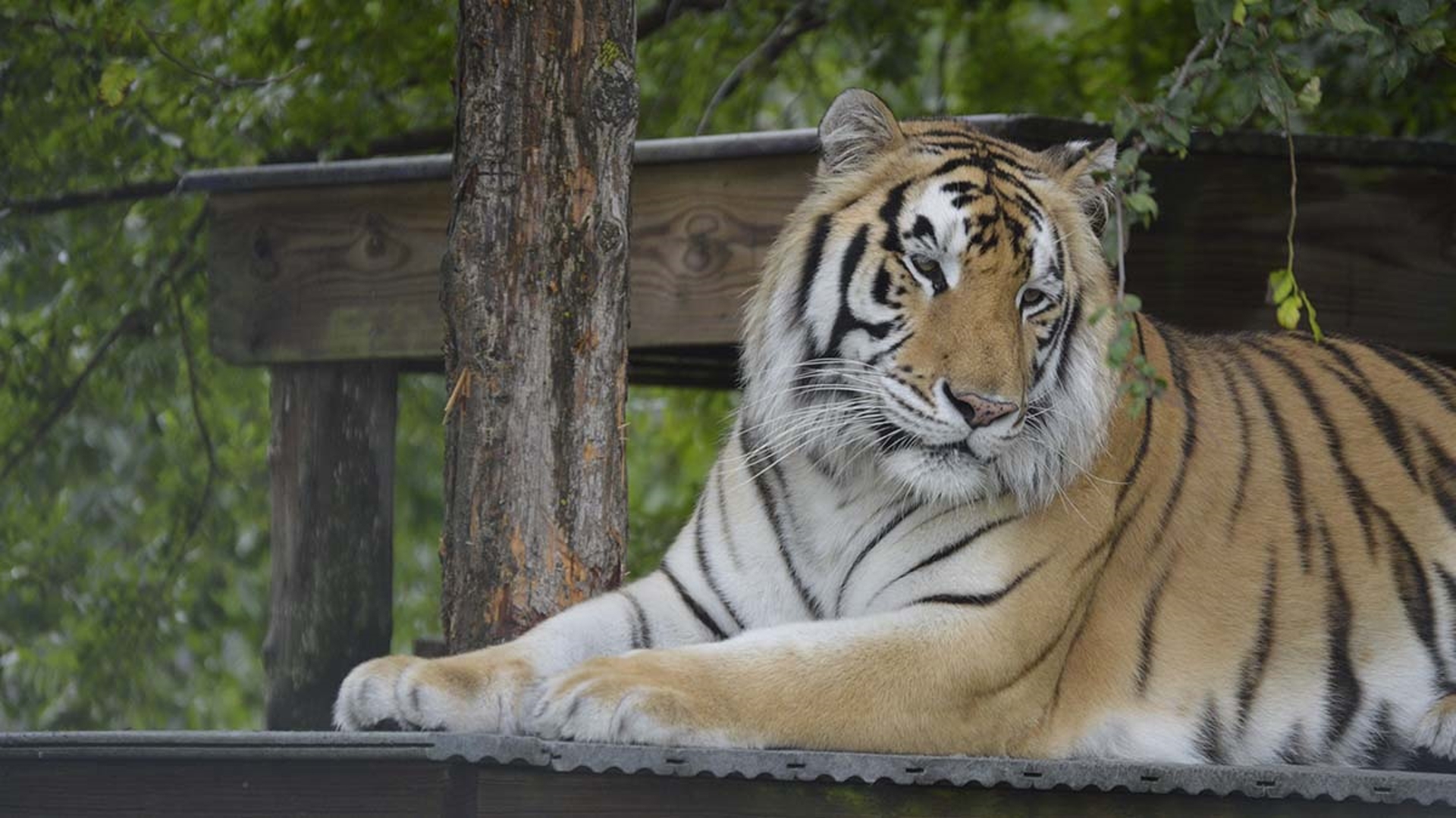 These rescued Texas tigers are celebrating a significant anniversary ...
