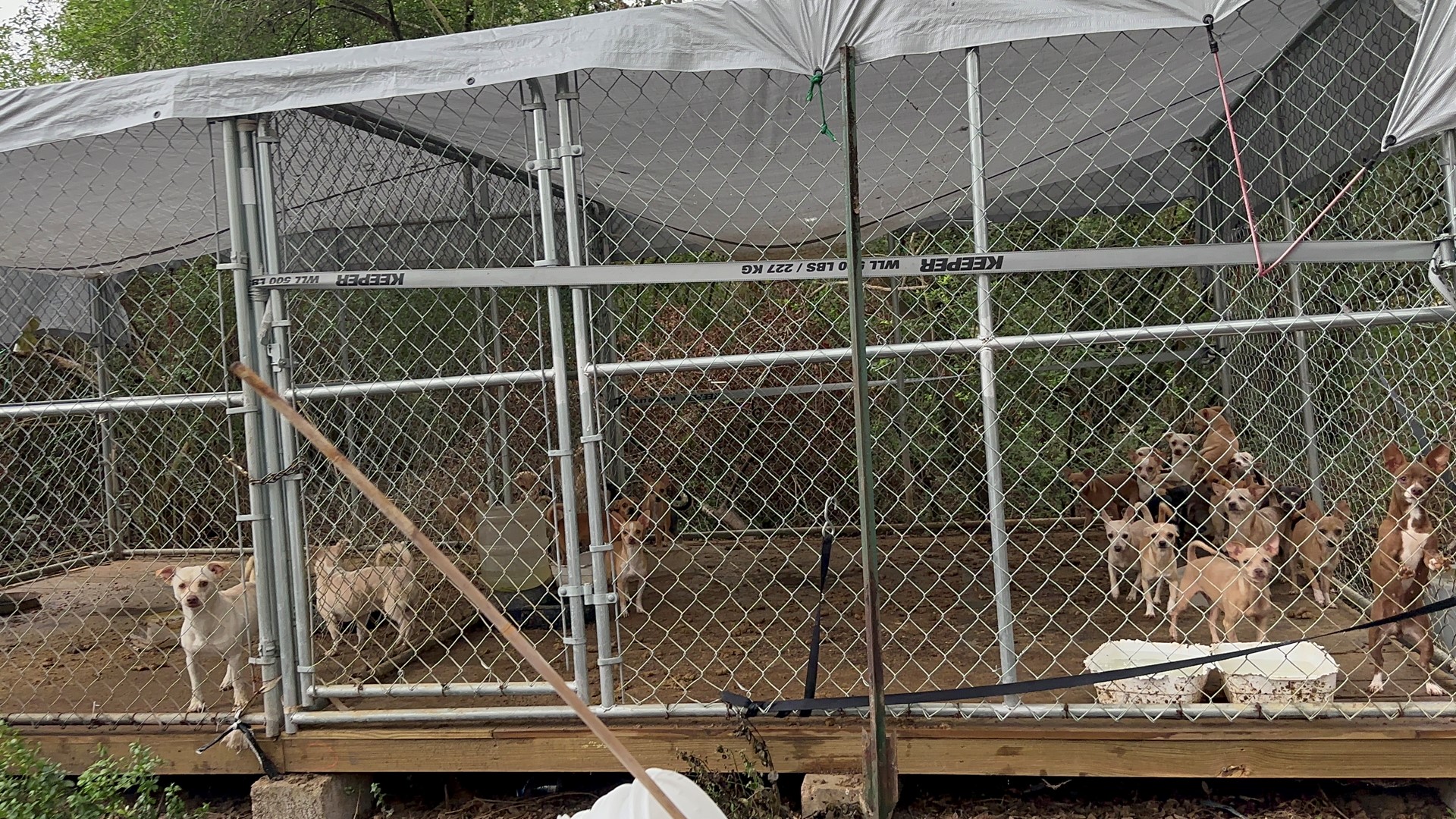 Houston SPCA rescues dozens of dogs from Weimar, Texas property | khou.com