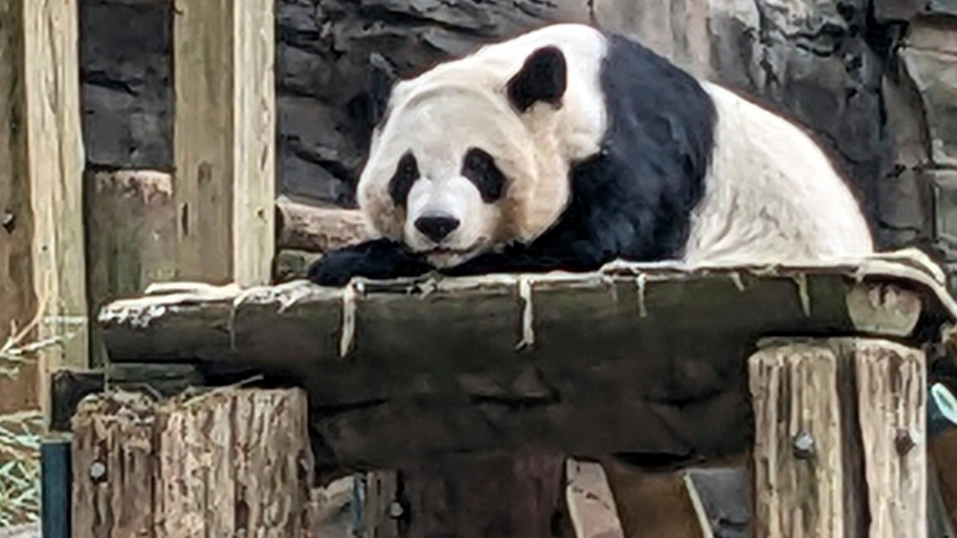 San Diego Zoo welcomes 2 new pandas | khou.com
