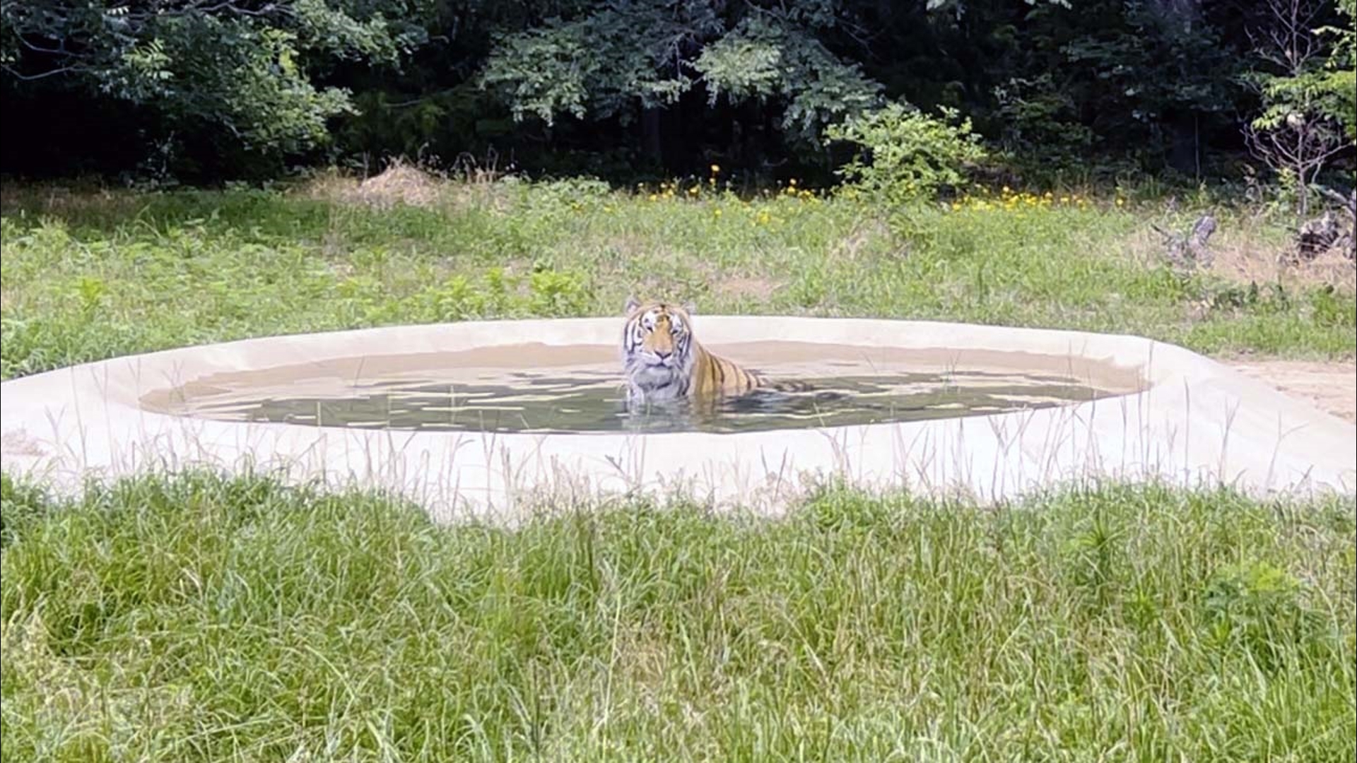 These rescued Texas tigers are celebrating a significant anniversary ...