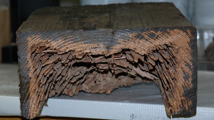 Formosan termites are here and ready to do some damage | khou.com