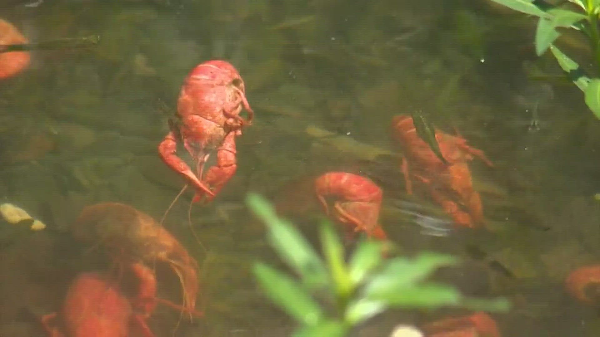 Neighbors 'boiling' mad over cooked crawfish dumped in creek | khou.com