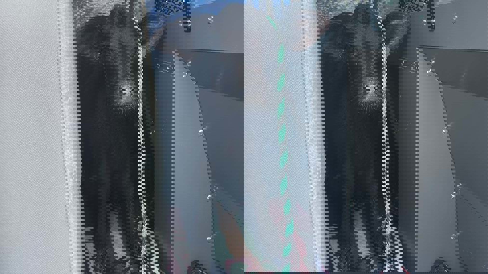 Orphaned calf rescued in Crosby gets second change at life | khou.com