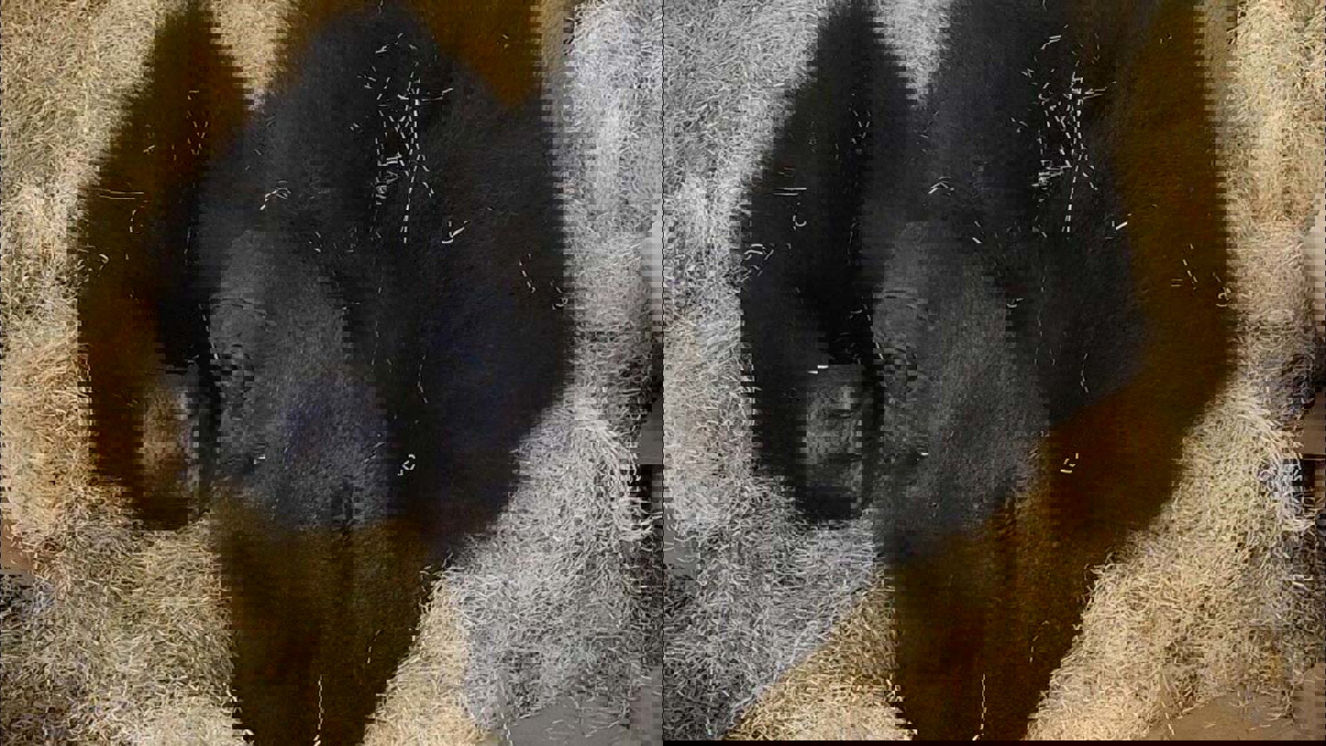 Snow day at the Houston Zoo | Photos | khou.com