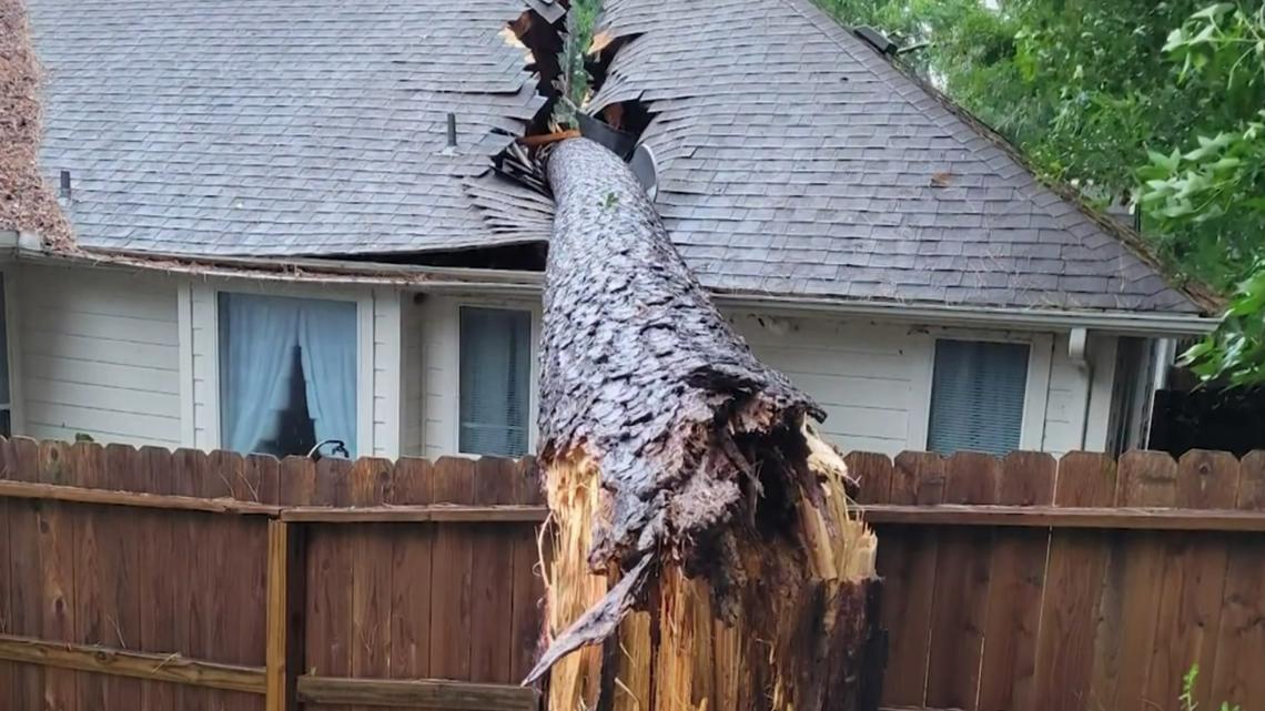 Woman tries to track down owner of neighbor's lot after tree smashes ...