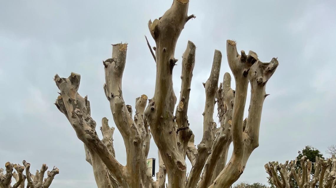 Experts advise proper care for crape myrtles in Texas | khou.com