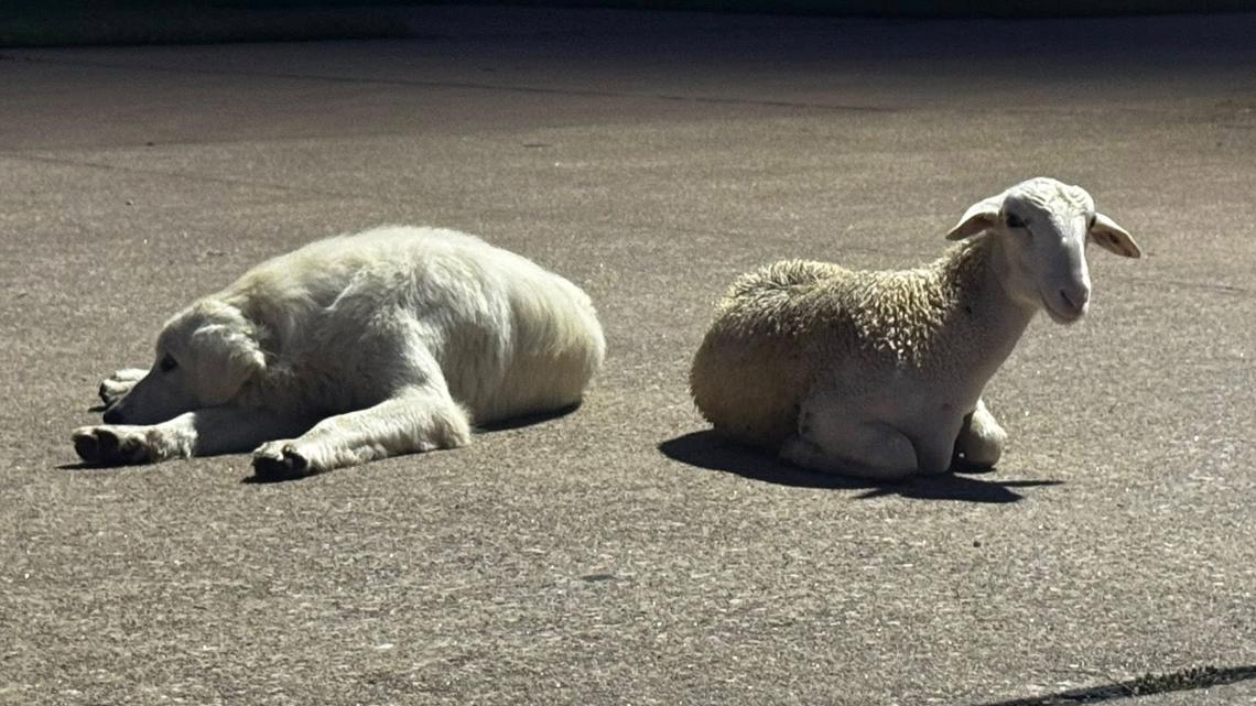 We now know more about the dog and sheep hanging out together in ...
