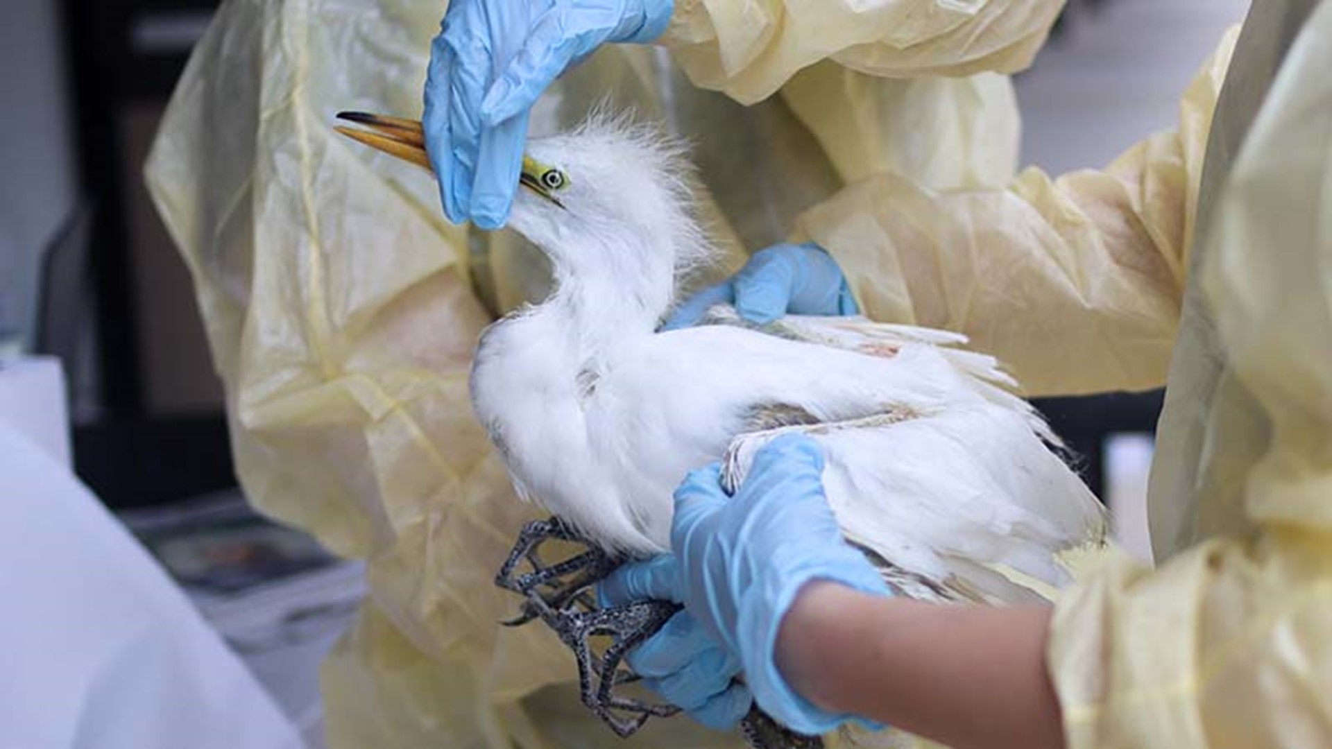 Photos: 71 birds rescued by Houston SPCA | khou.com