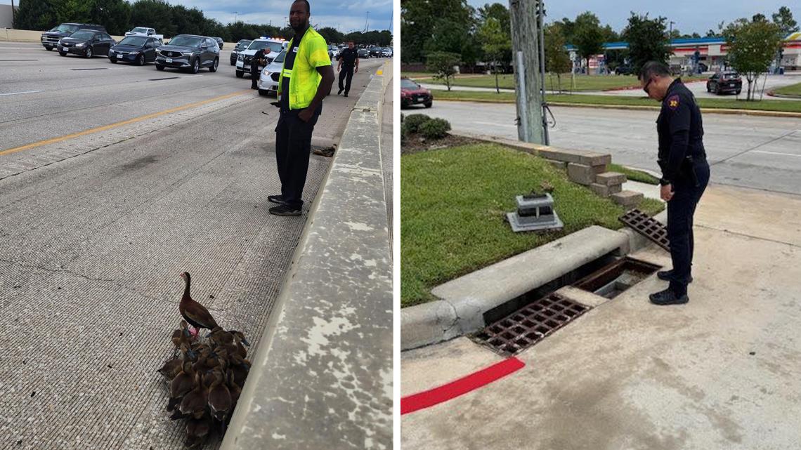 Harris County crews aid ducks in highway and drain rescue | khou.com