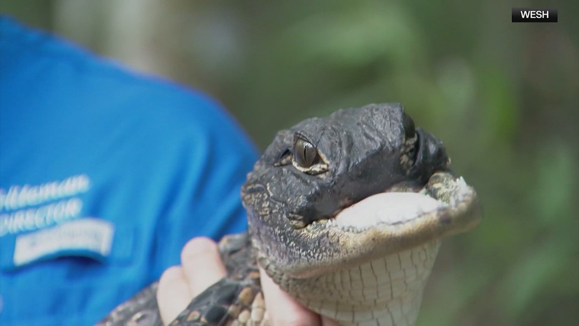 Gatorland asks for help naming jawless alligator | khou.com