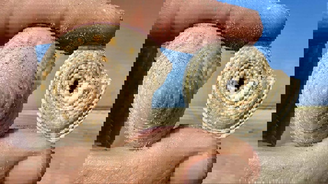 Beachcombing turns up weird finds on Texas beaches | PHOTOS | khou.com