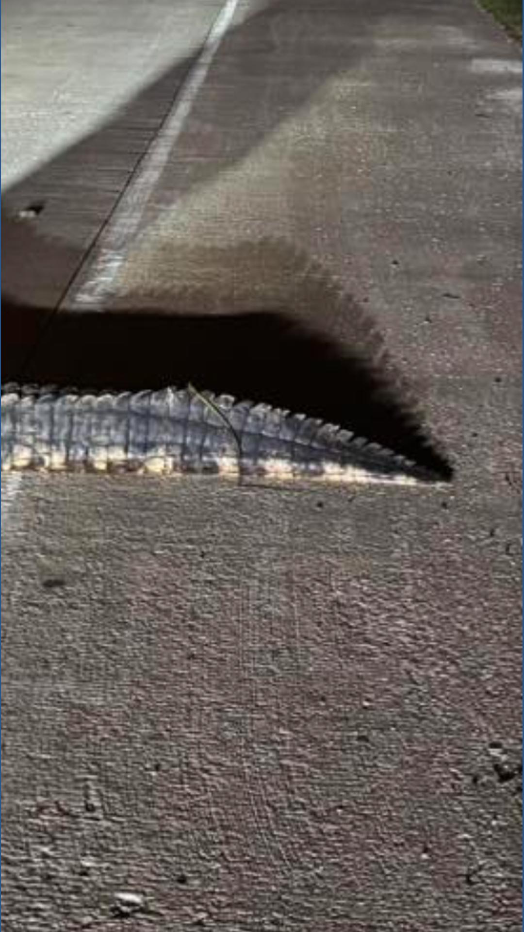 Sugar Land gator: Police make Labor Day stop on Highway 6 | khou.com