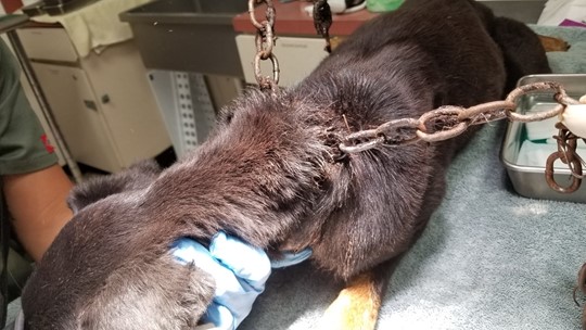 Dog found with chain wrapped around neck | khou.com