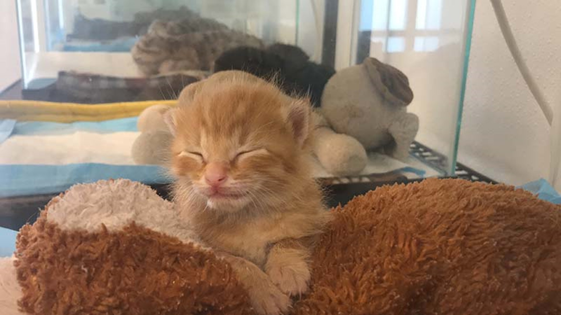 Neonatal nursery open for puppies, kittens at Houston SPCA | khou.com