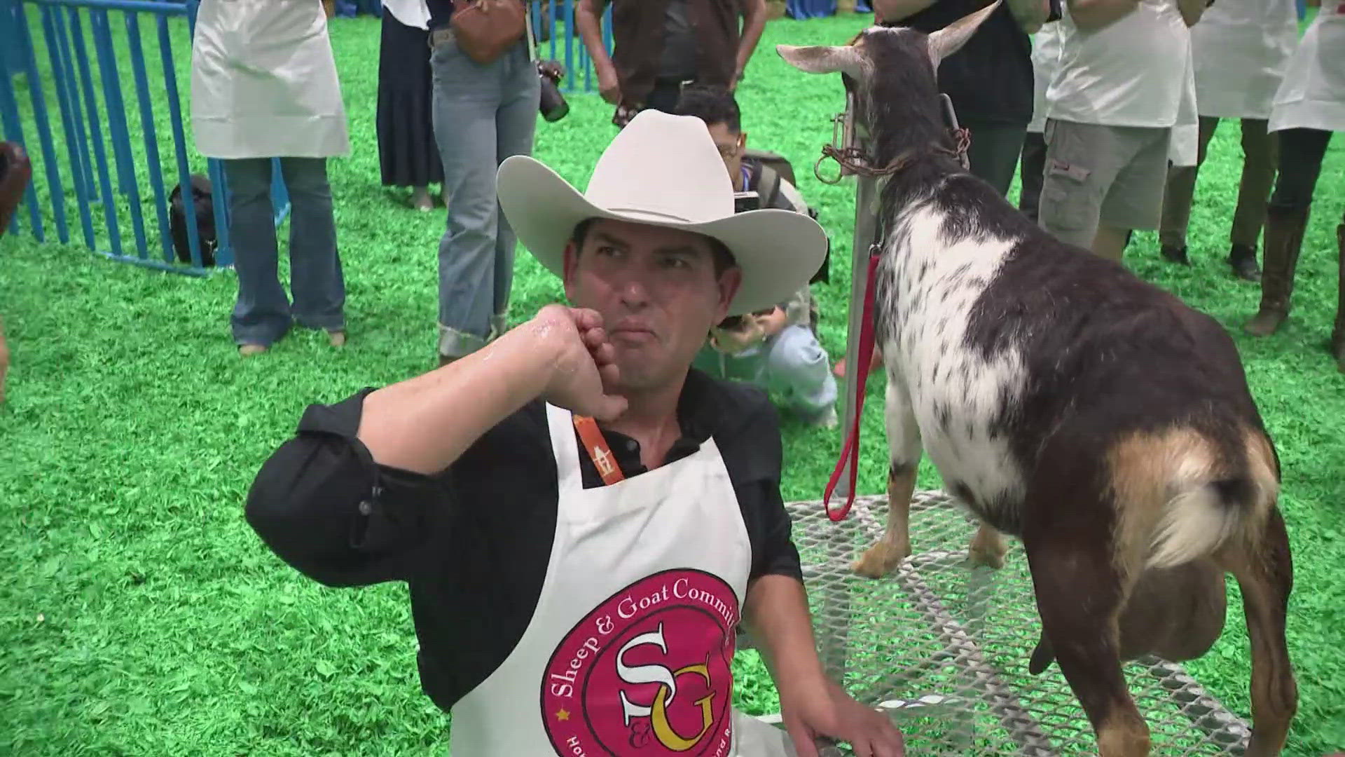 Team KHOU 11 takes on the celebrity goat milking competition at Houston ...